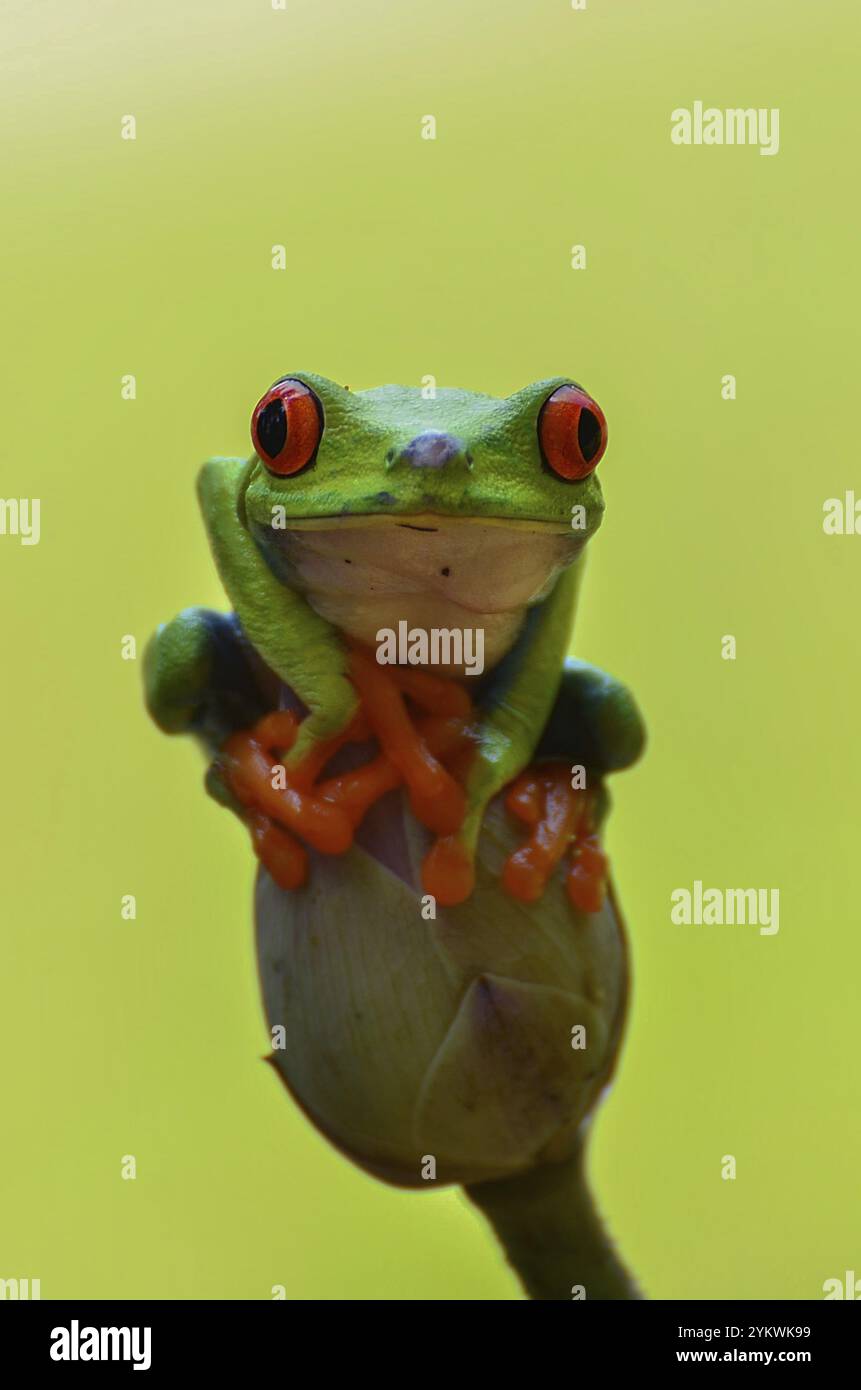 Red eyed green tree frog Stock Photo - Alamy