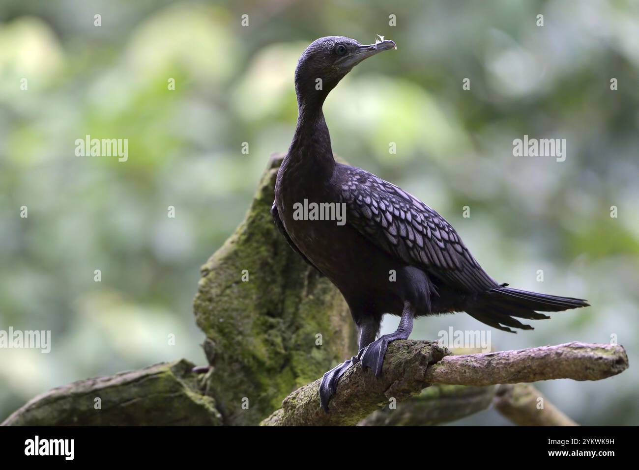 Oriental darter on a tree log Stock Photo - Alamy