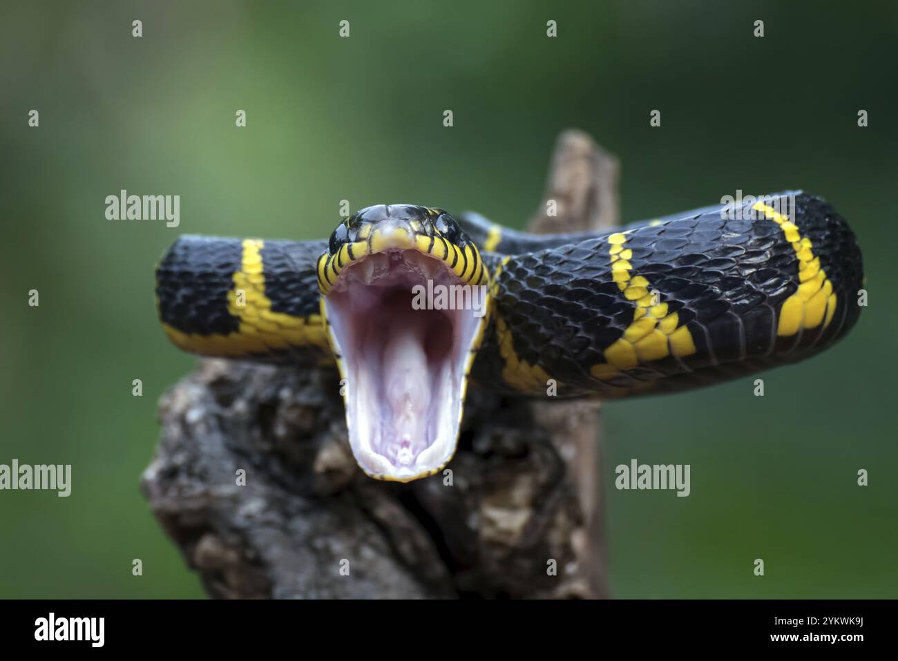 The gold-ringed cat snake in attacking position Stock Photo - Alamy