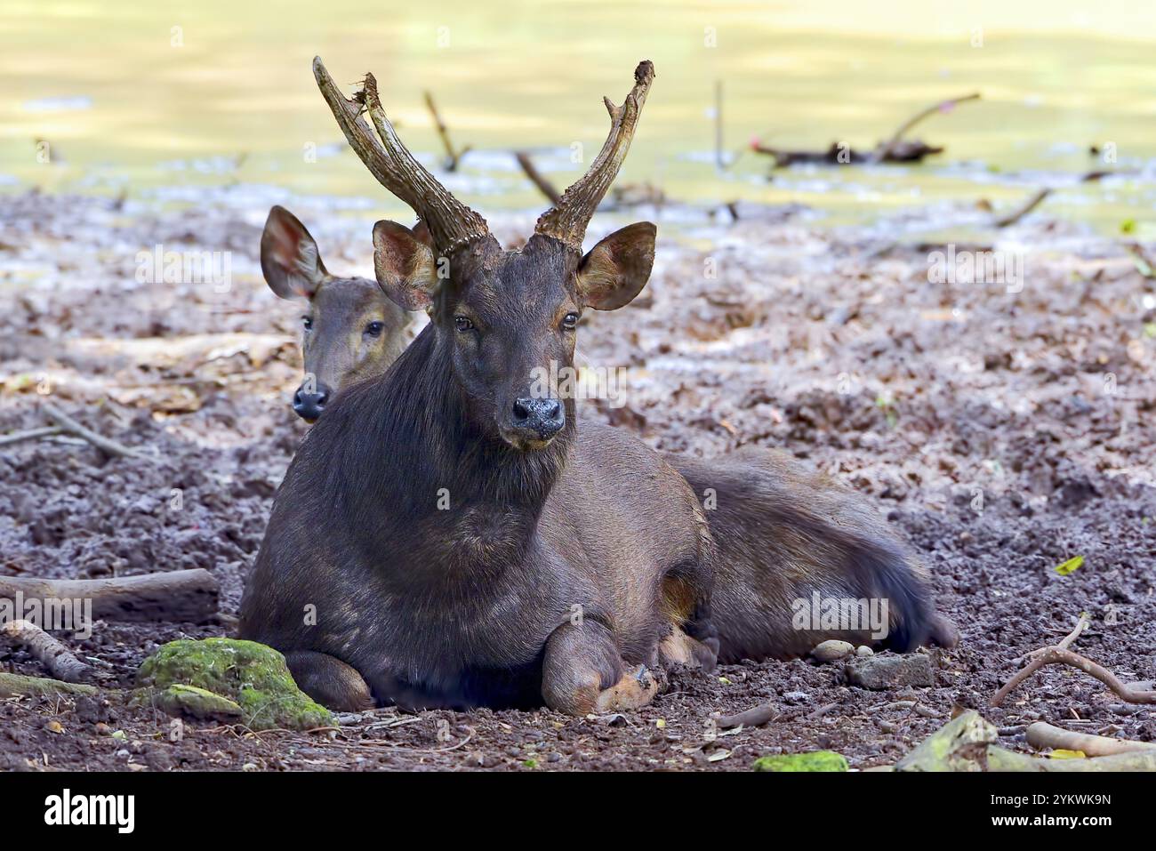 Male sambar deer with their pack Stock Photo - Alamy