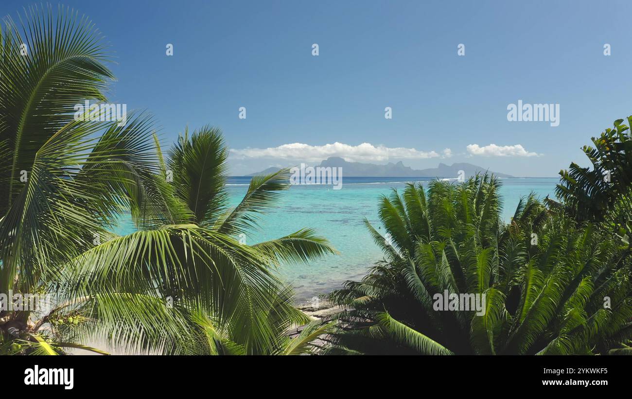 Green palm trees frame breathtaking view of Moorea island, turquoise ...
