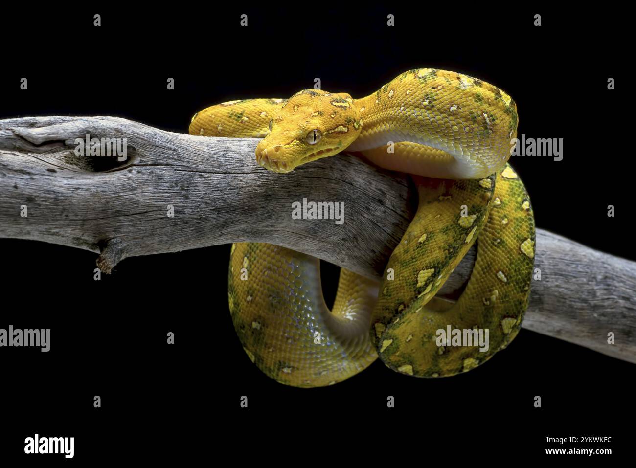 Green tree phyton in black background Stock Photo - Alamy
