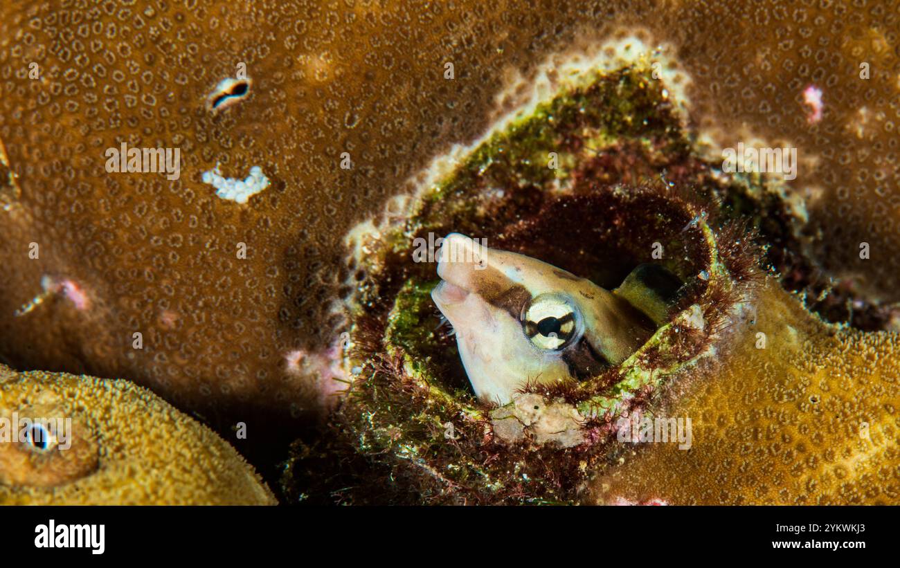 lance blenny raja ampat Stock Photo - Alamy