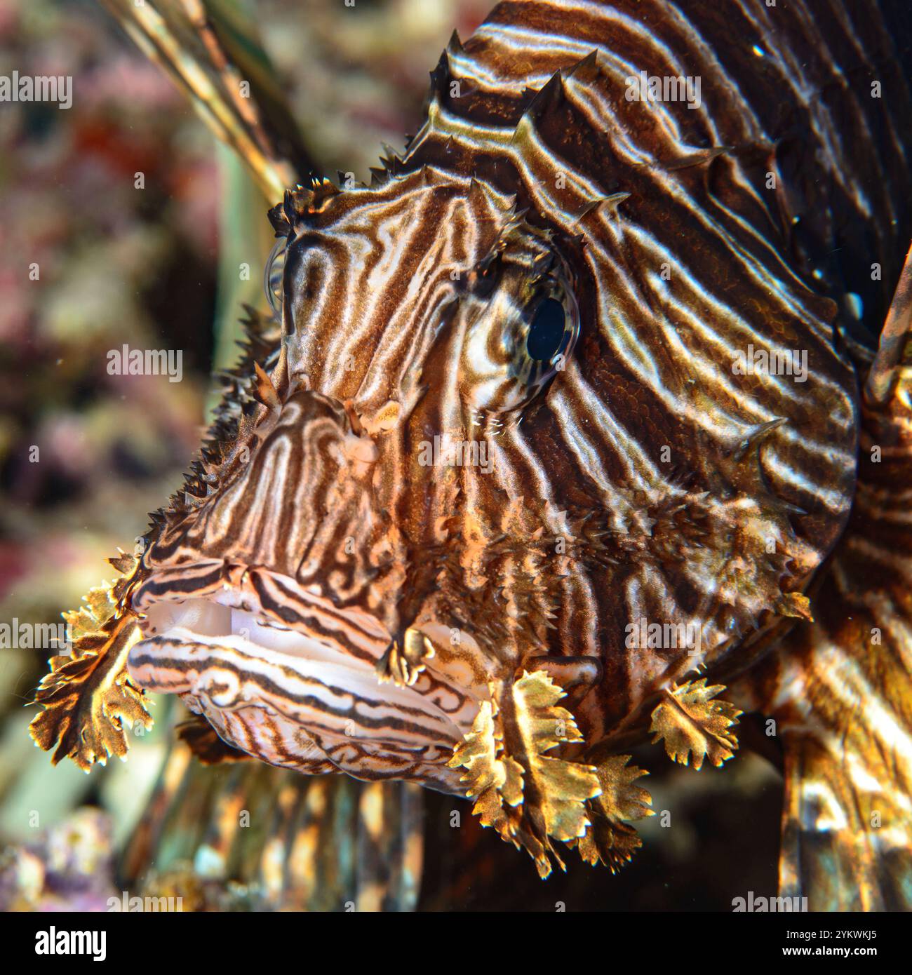 common lionfish raja ampat Stock Photo - Alamy