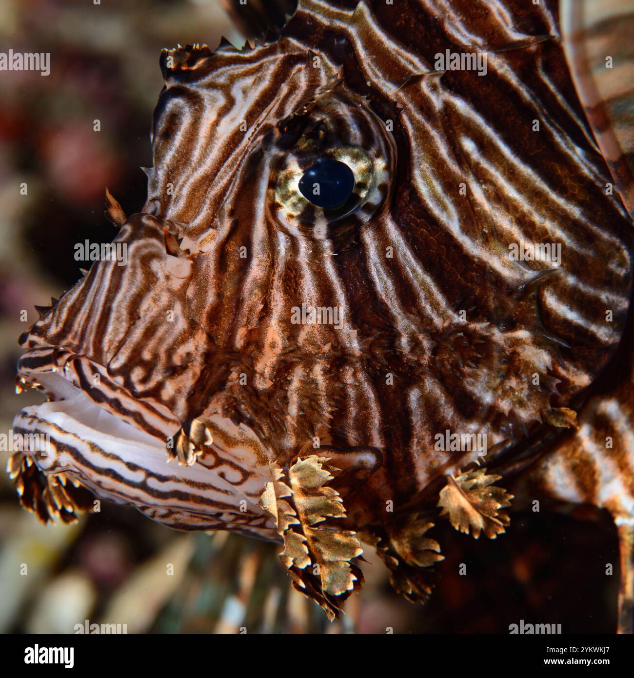 common lionfish raja ampat Stock Photo - Alamy