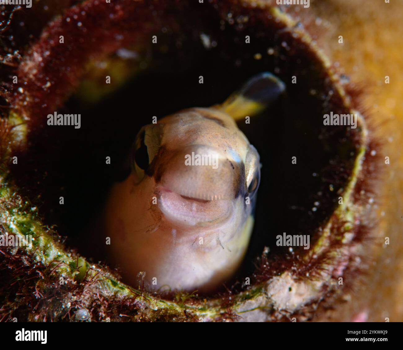 lance blenny raja ampat Stock Photo - Alamy