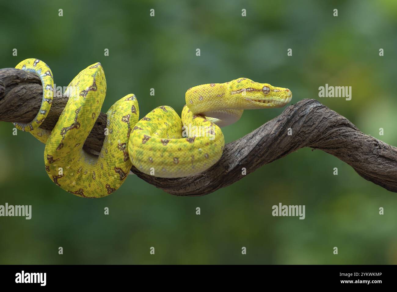 Trees and serpents hi-res stock photography and images - Alamy
