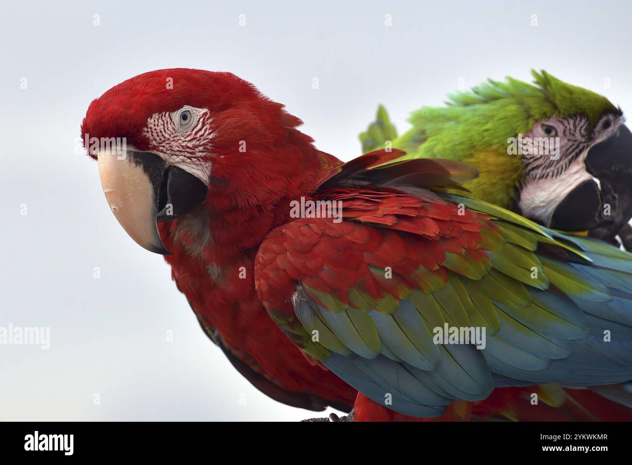 Closeup shot macaw bird hi-res stock photography and images - Alamy