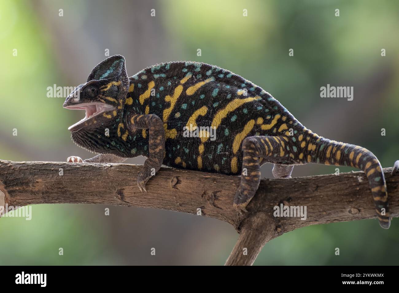 Veiled chameleon female hi-res stock photography and images - Alamy
