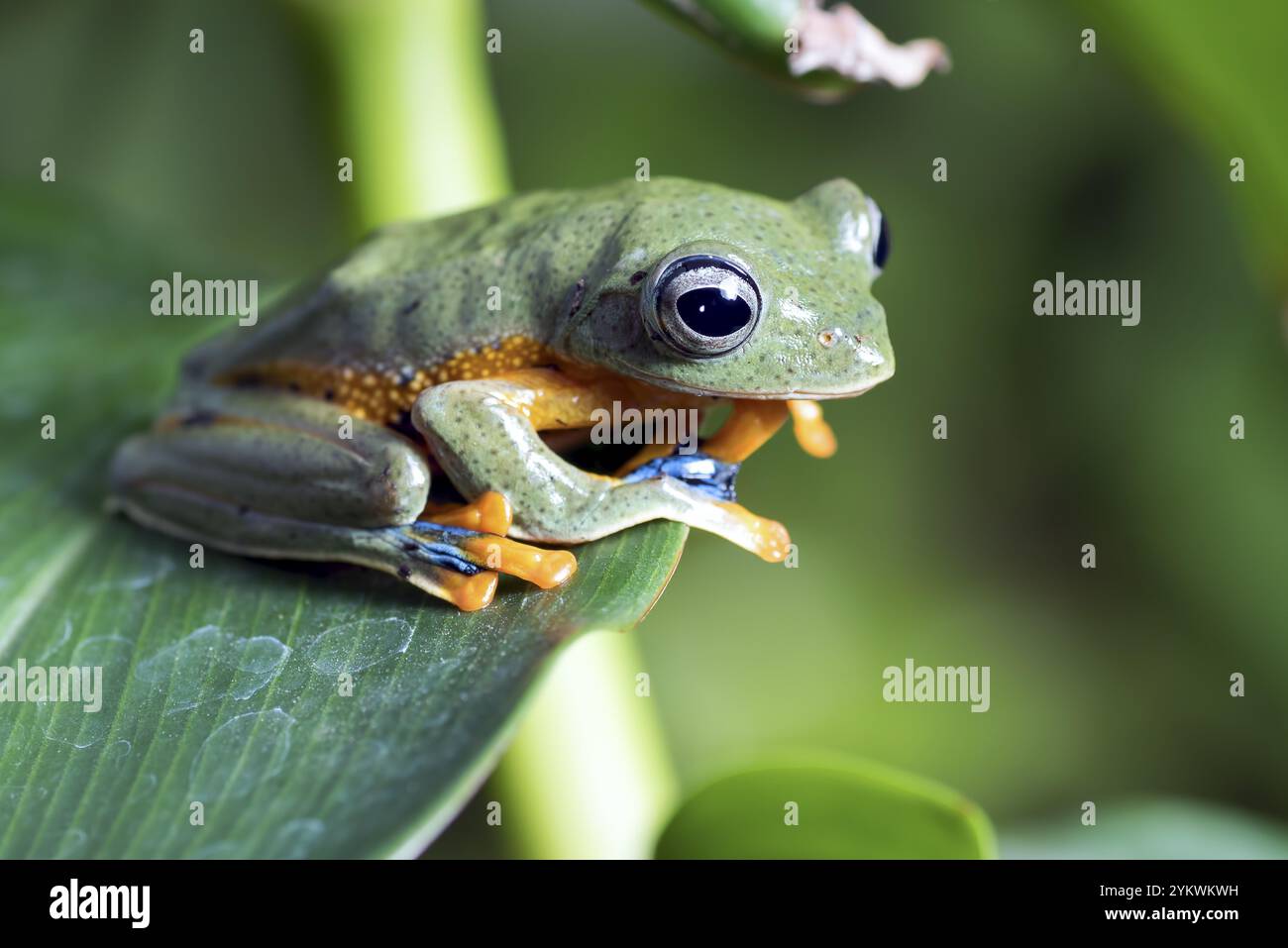 Black-webbed tree frog on a tree branch Stock Photo - Alamy