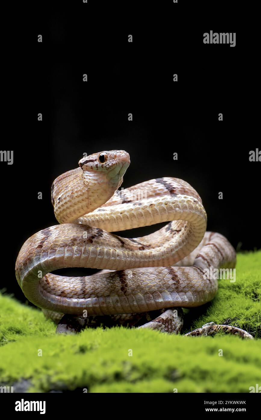 Dog-toothed Cat Snake in attack position Stock Photo - Alamy