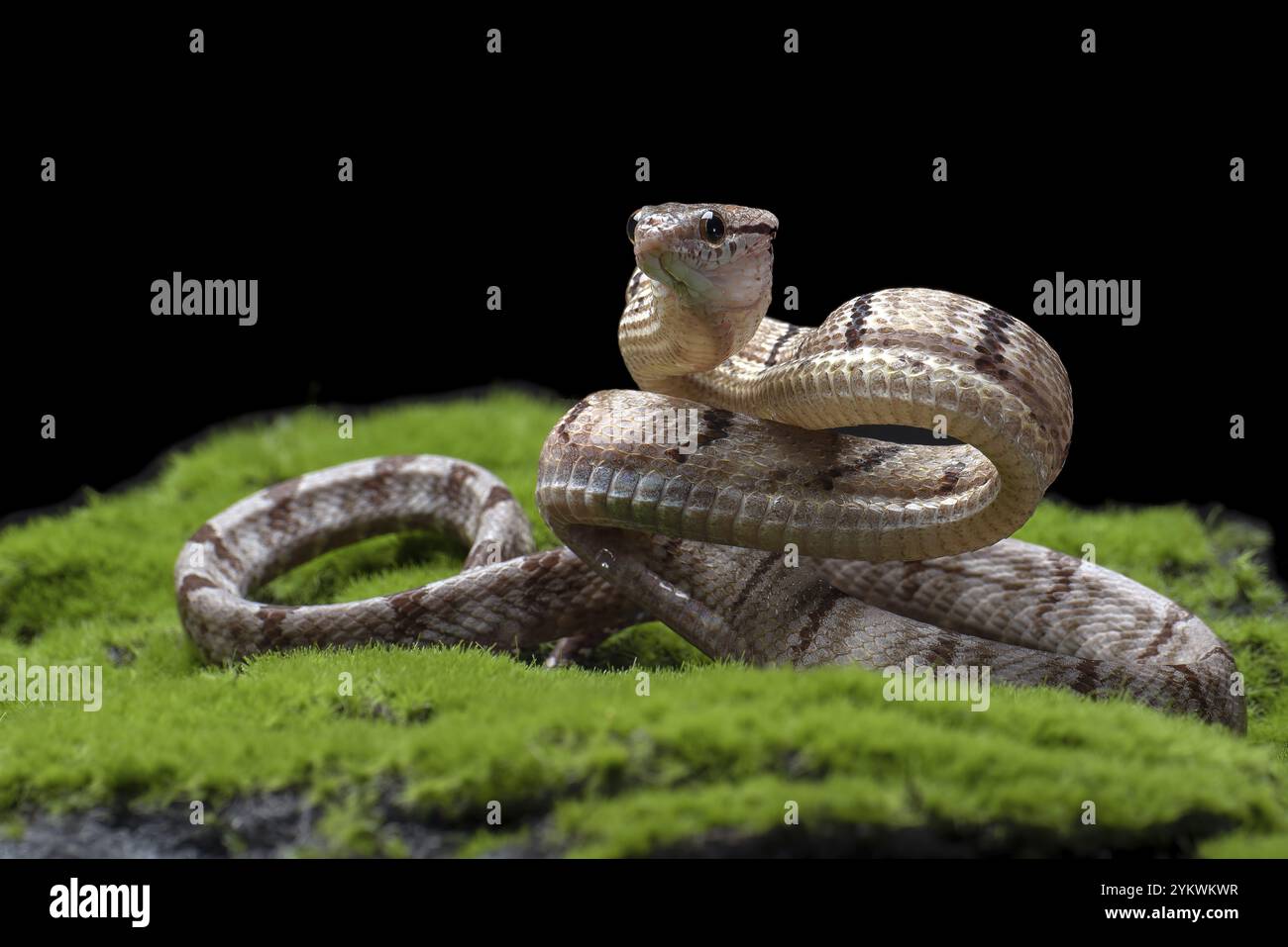 Dog-toothed Cat Snake in attack position Stock Photo - Alamy