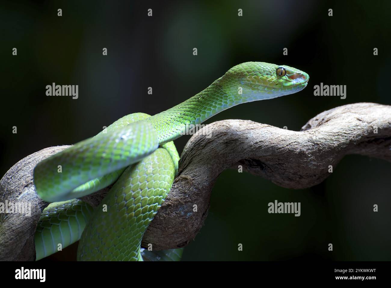 The Lesser Sunda Islands in a tree branch Stock Photo - Alamy