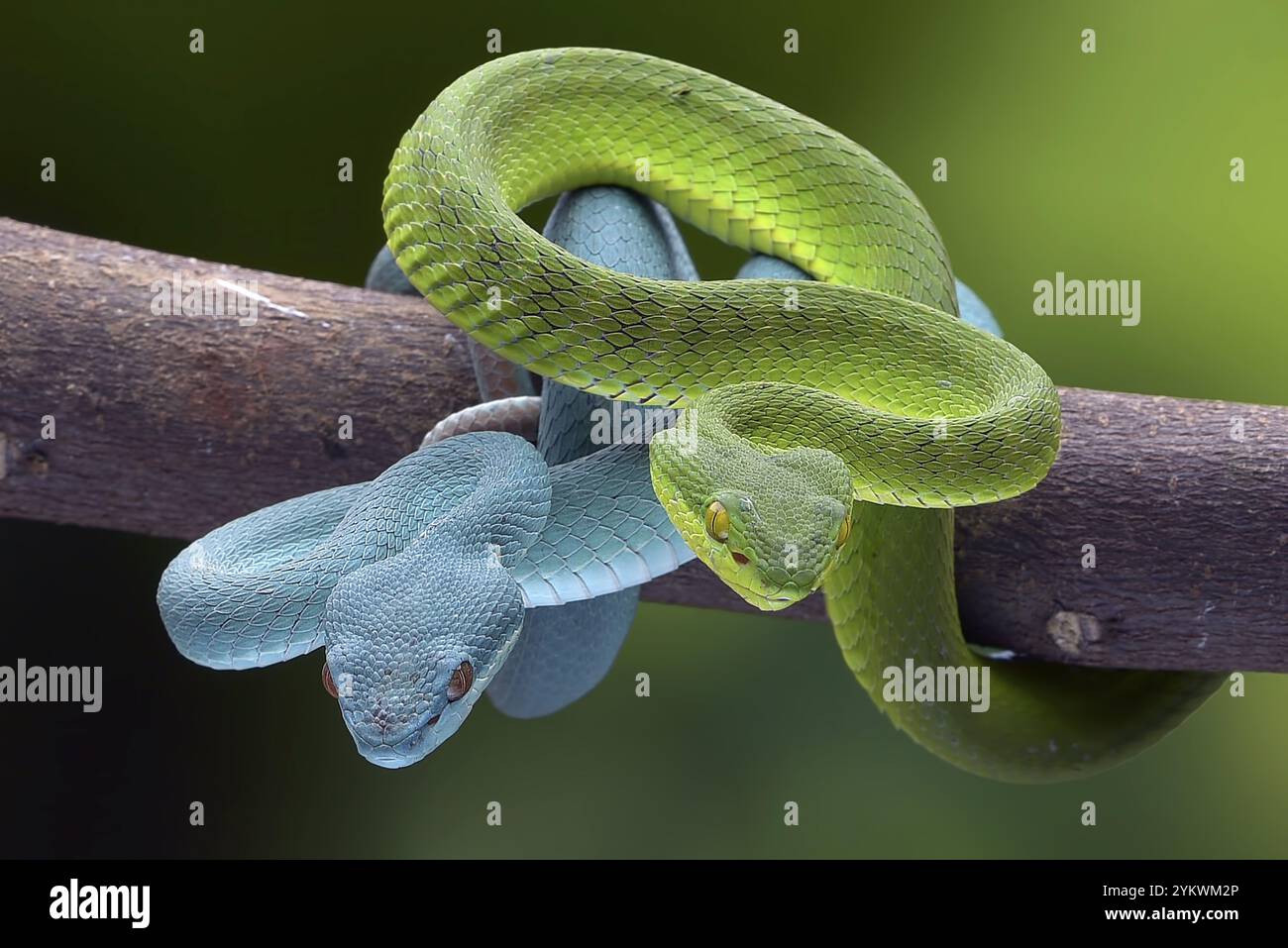Small Sunda pit viper (Trimeresurus insularis) coiled on a branch Stock ...