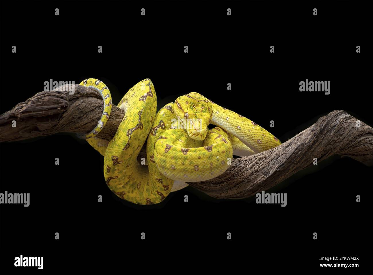 Emerald tree viper hi-res stock photography and images - Alamy