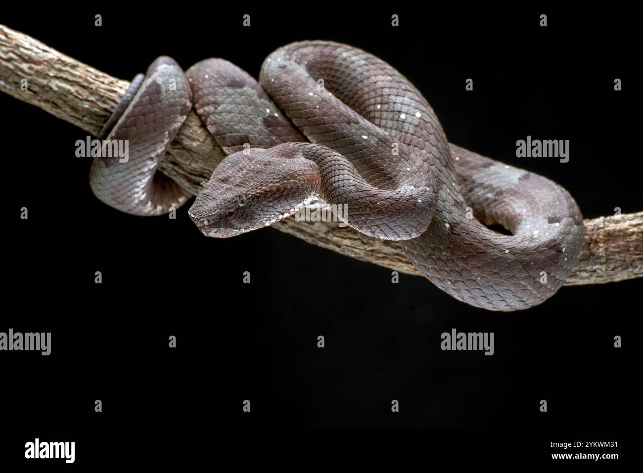 Flat nose pit viper in defense position Stock Photo - Alamy