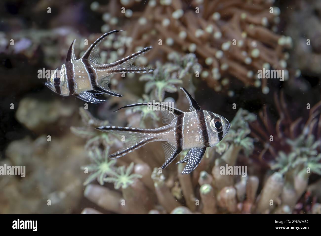 Beautiful scene at aquarium hi-res stock photography and images - Alamy