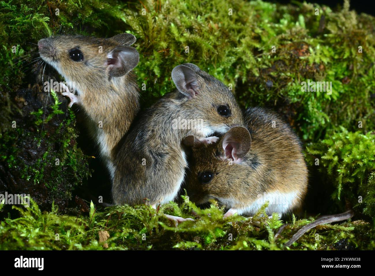 Three wood mice photographed in captivity. December 2020 Dorset, UK ...