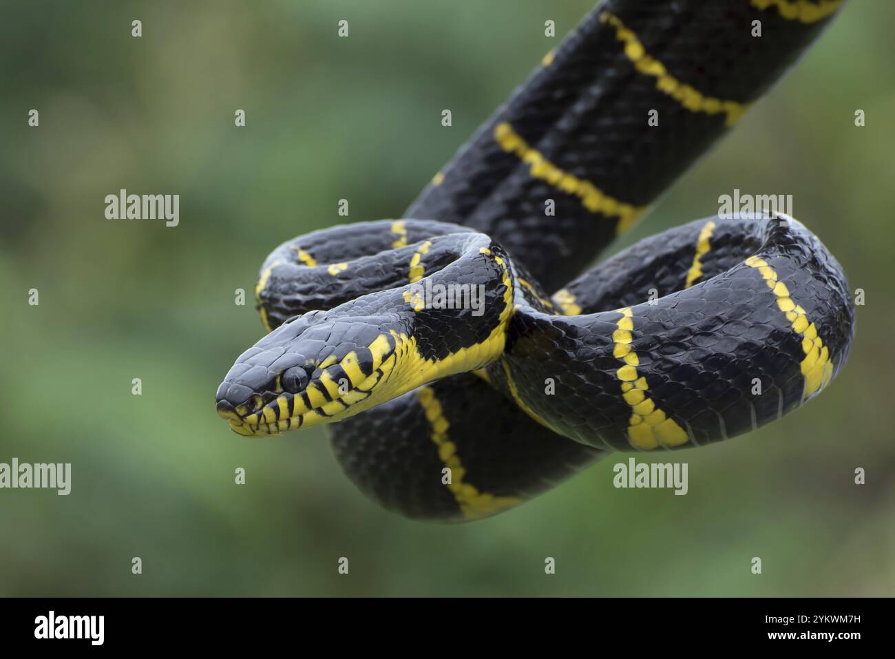 Boiga snake dendrophilia in defensive mode Stock Photo - Alamy