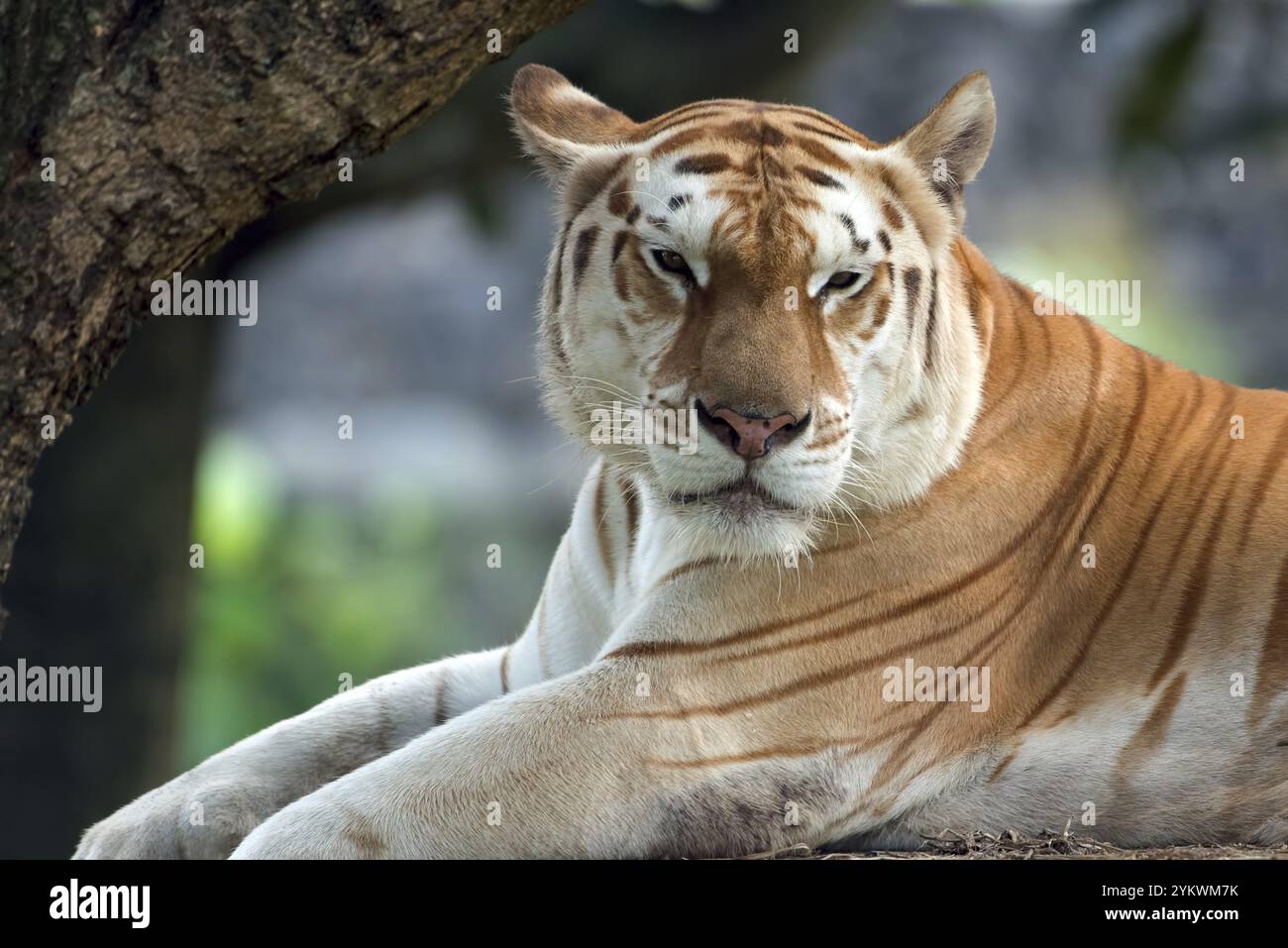 Rare golden tiger in their environment Stock Photo - Alamy