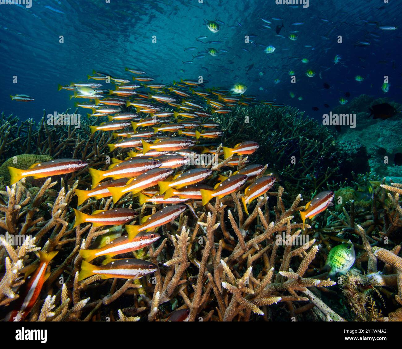 two-spot snapper coral raja ampat Stock Photo - Alamy