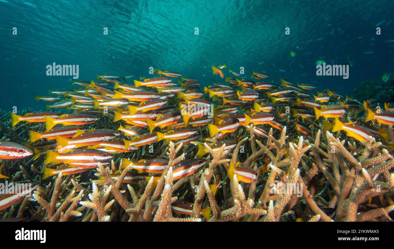 two-spot snapper coral raja ampat Stock Photo - Alamy