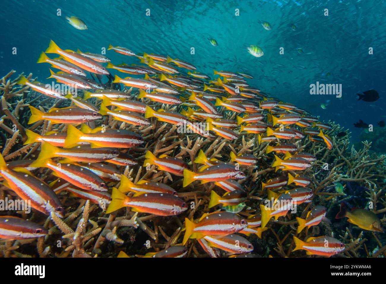 two-spot snapper coral raja ampat Stock Photo - Alamy