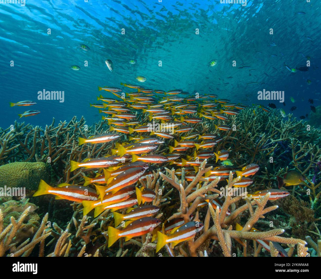 Two spot snapper lutjanus biguttatus hi-res stock photography and ...