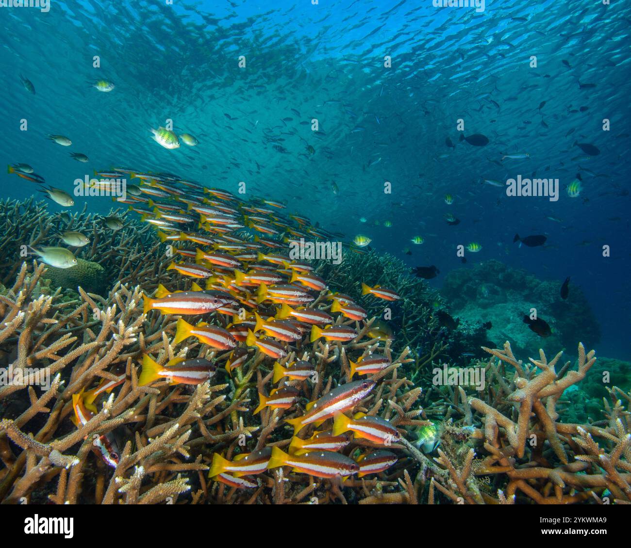 Two spot snapper lutjanus hi-res stock photography and images - Alamy