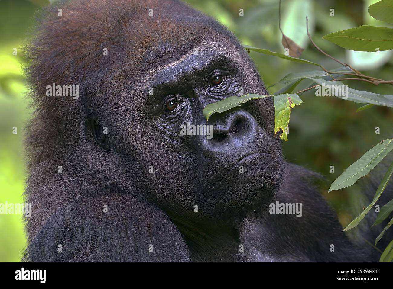 Silverback gorilla in forest hi-res stock photography and images - Alamy