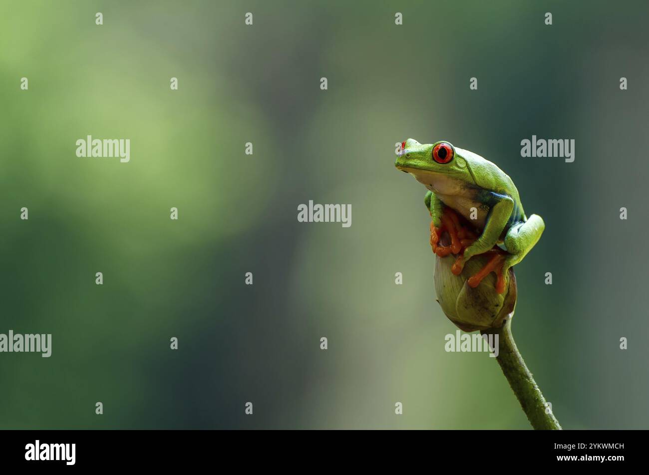Red eyed green tree frog Stock Photo - Alamy