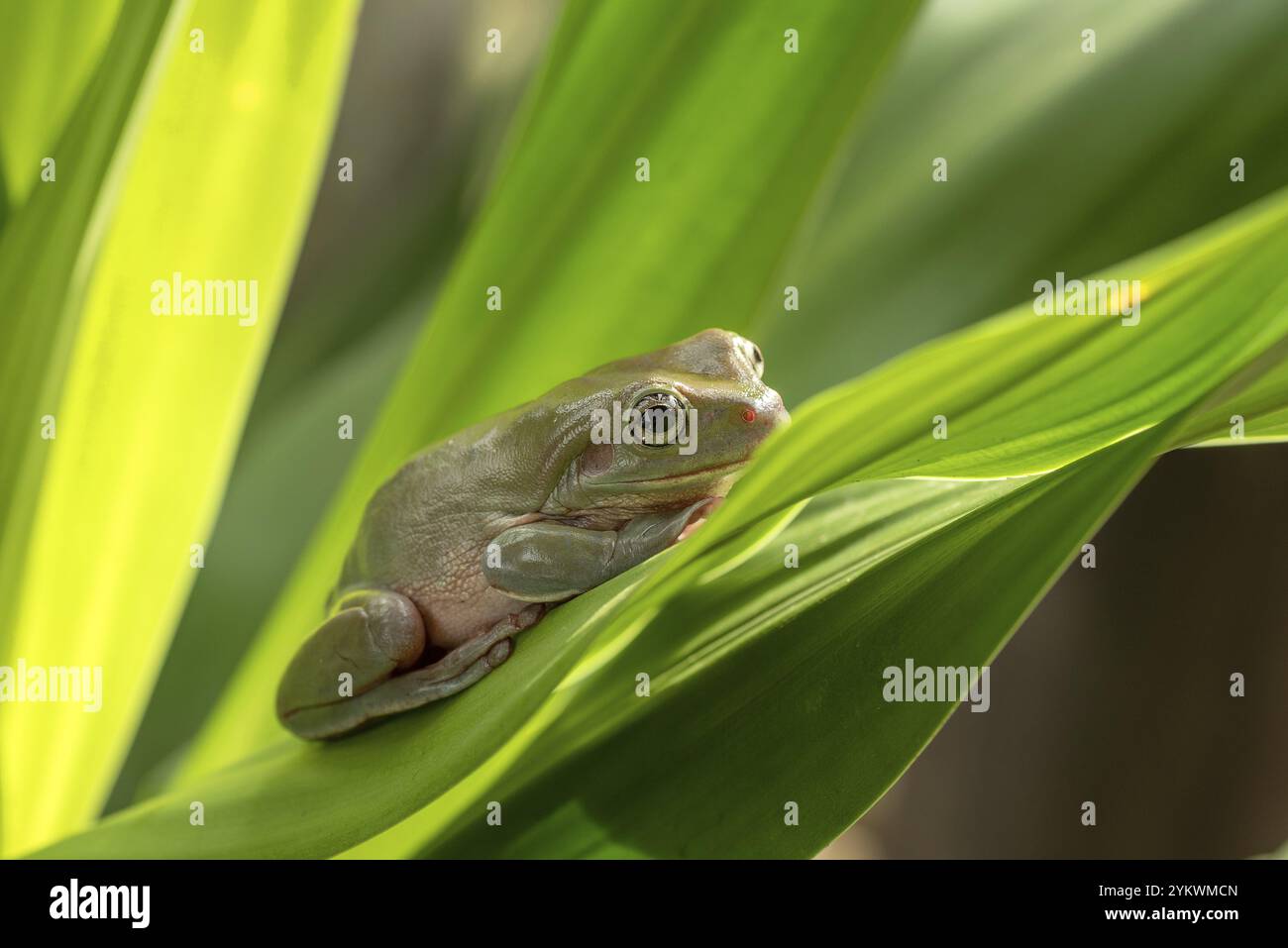 White-lipped tree frog Stock Photo - Alamy