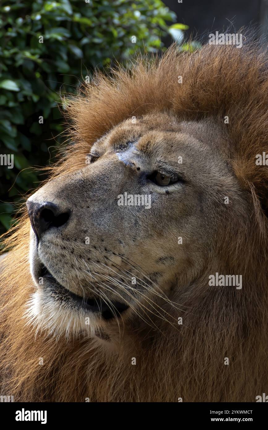 Close up photo of a african lion Stock Photo - Alamy