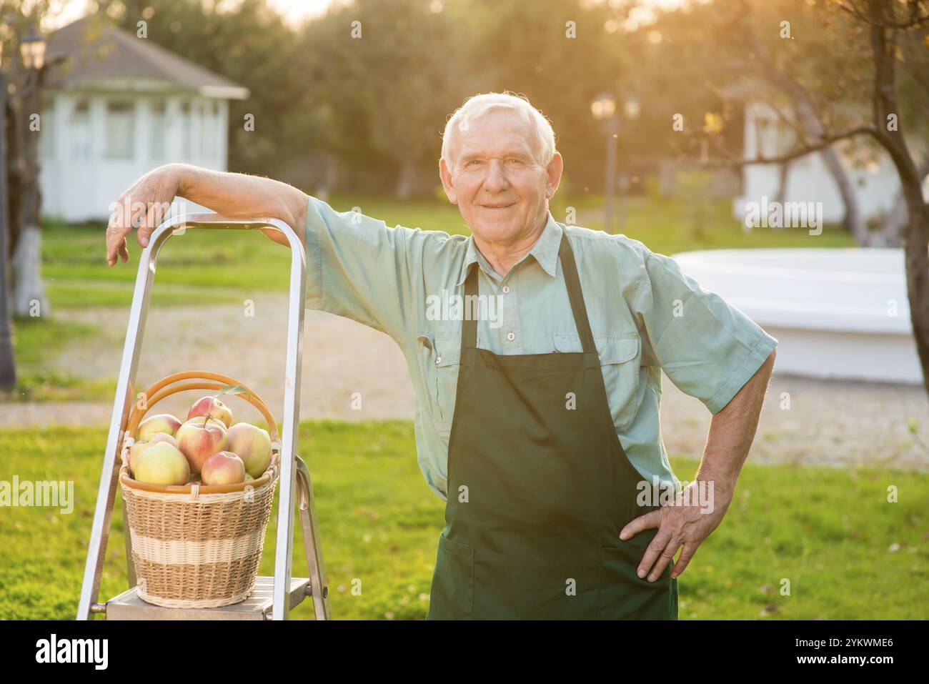 Senior gardener smiling. Stepladder and apple basket. Retirement ...