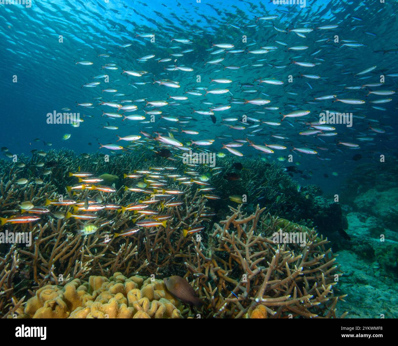 Two spot snapper lutjanus biguttatus hi-res stock photography and ...