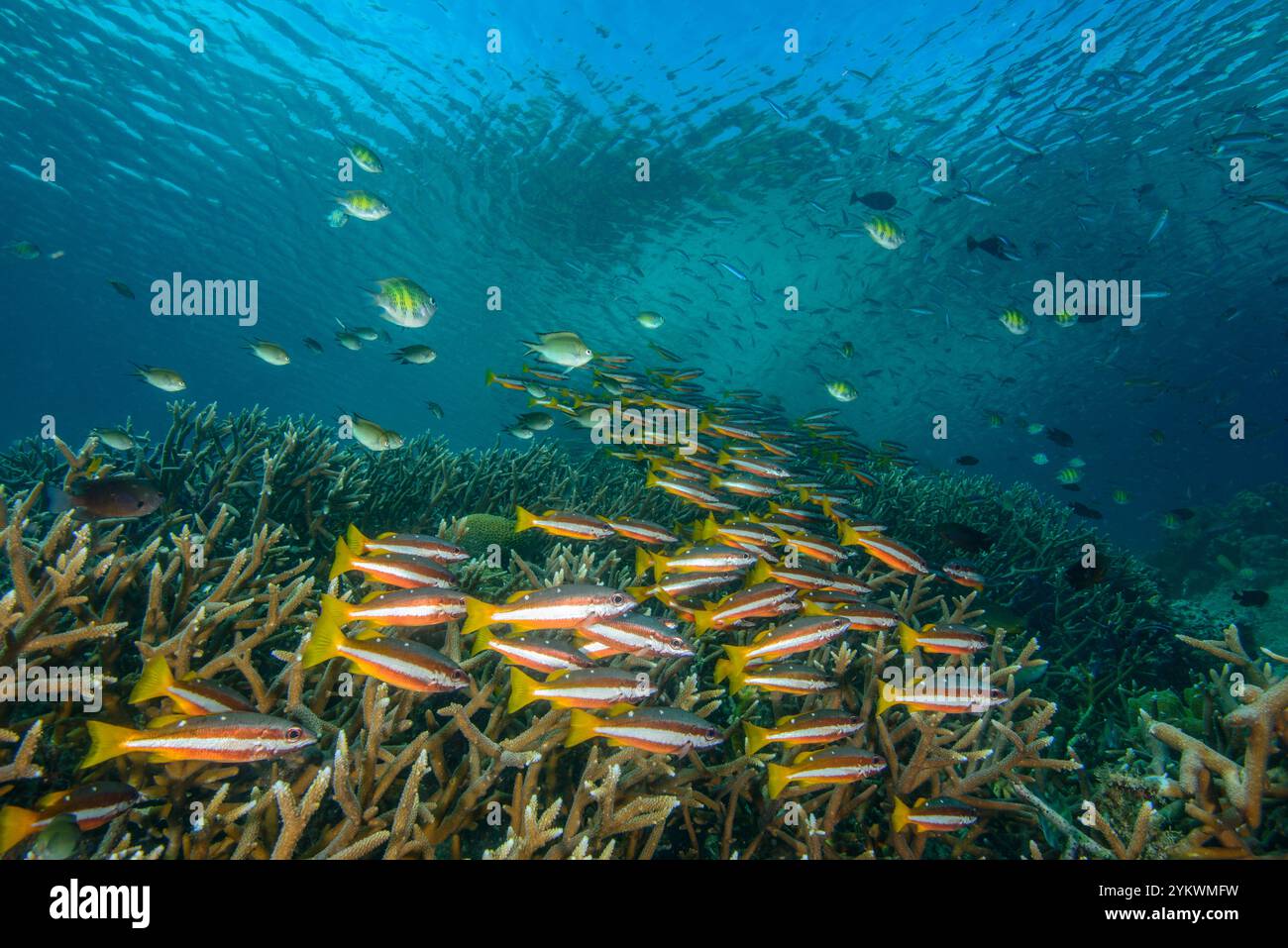 two-spot snapper coral raja ampat Stock Photo - Alamy