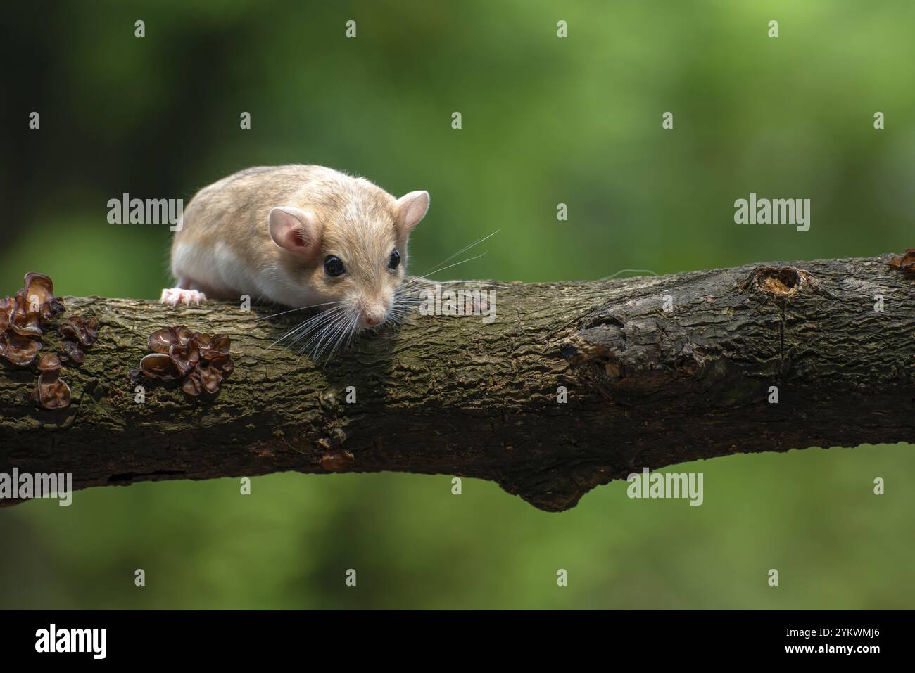 Desert rat hi-res stock photography and images - Alamy