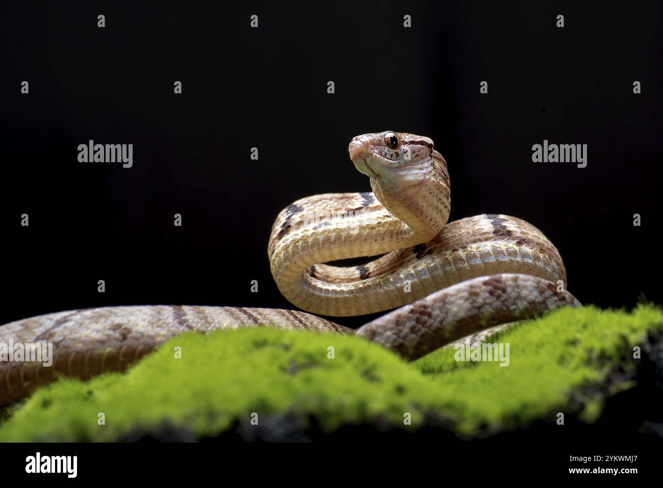 Attack cat on dog hi-res stock photography and images - Alamy