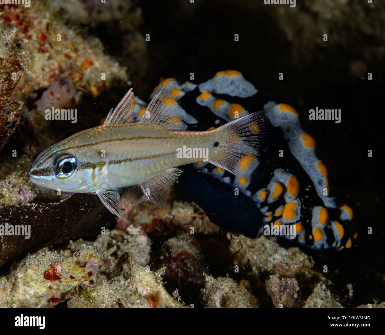 Raja ampat slug hi-res stock photography and images - Alamy