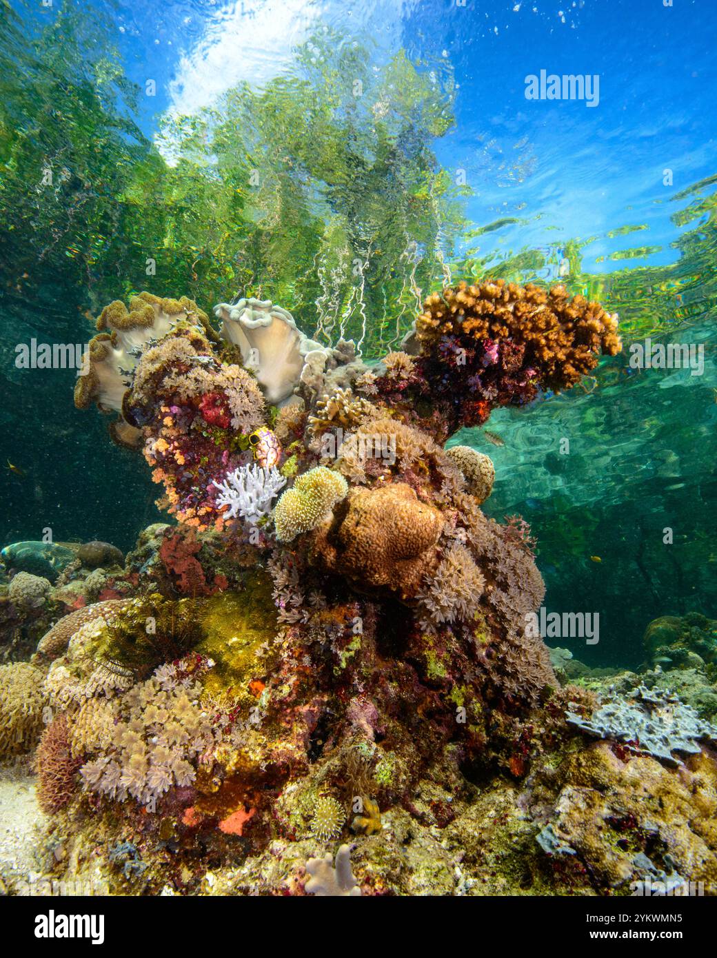 Raja ampat reef hi-res stock photography and images - Alamy