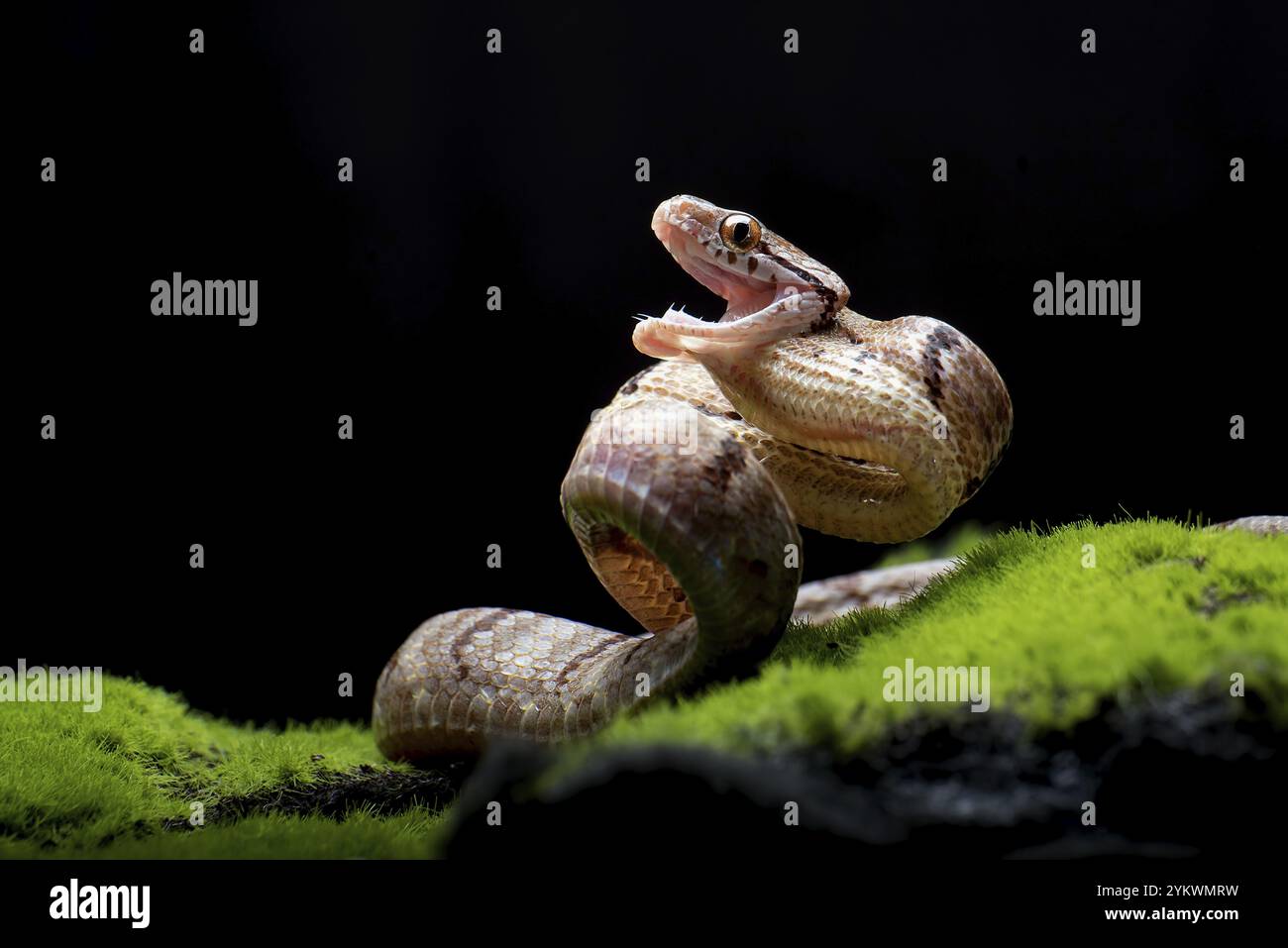 Dog toothed cat snake hi-res stock photography and images - Alamy