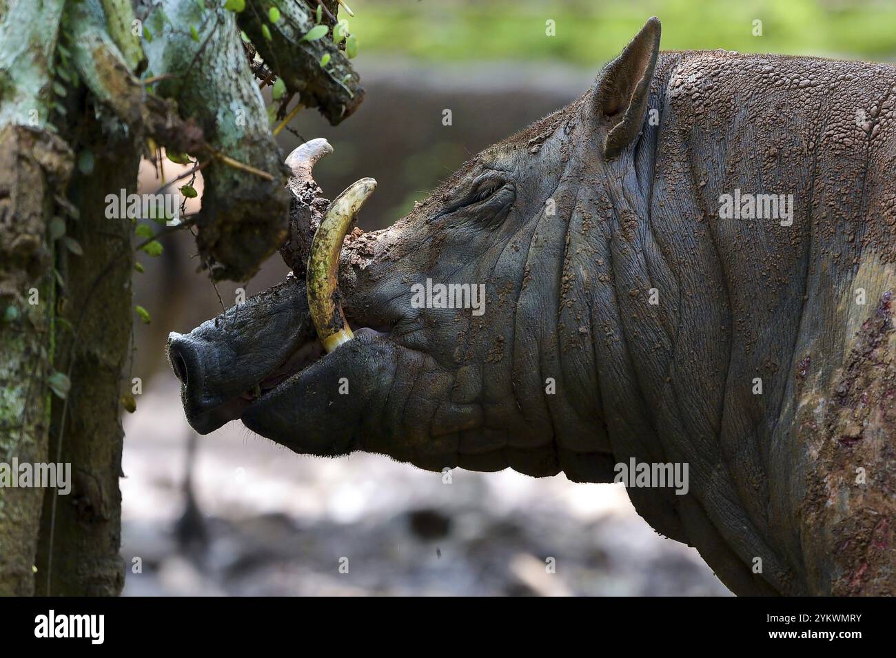 Close up photo of a Babirusa Sulawesi Utara (Babyrousa celebensis Stock ...