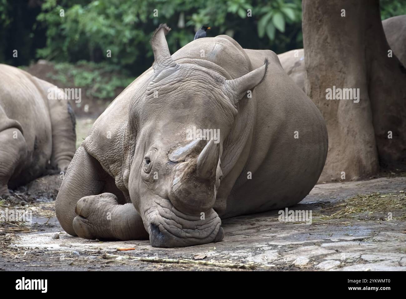 Two horned rhino in captivity Stock Photo - Alamy