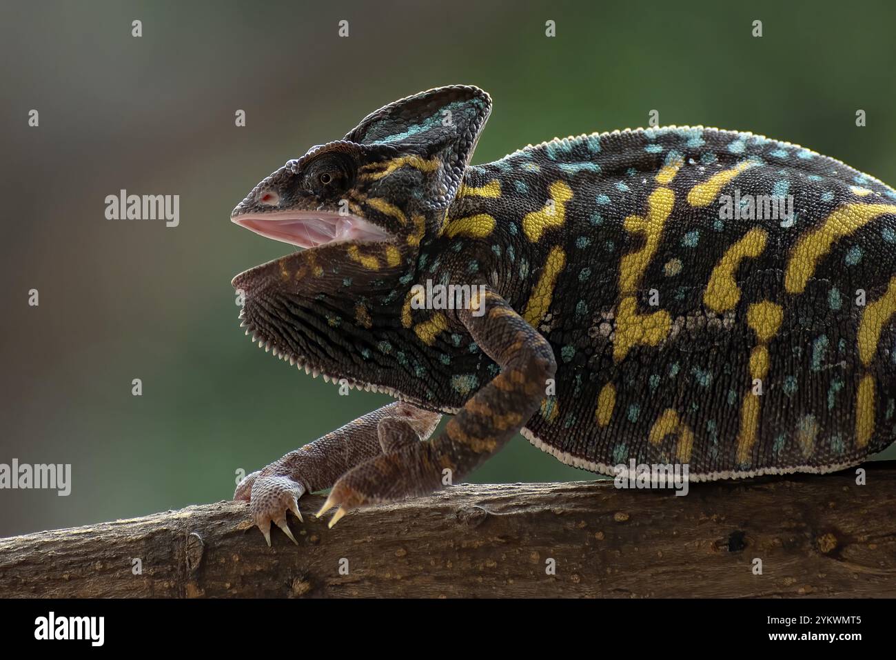 Veiled chameleon hanging on a tree Stock Photo - Alamy