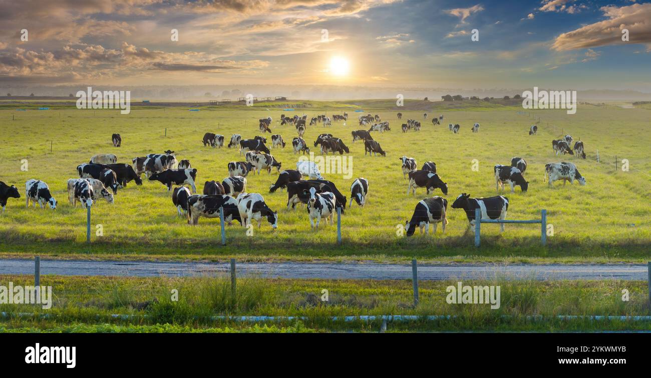 Free range milk cows grazing on farm pasture. Feeding of cattle on ...