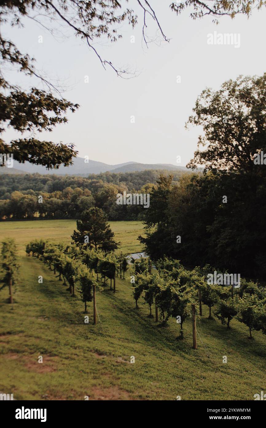 Vineyard venue hi-res stock photography and images - Alamy
