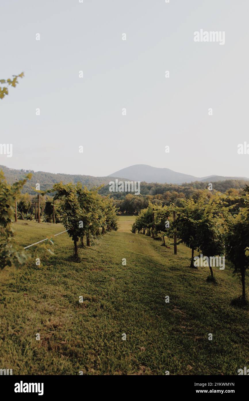 North georgia wine hi-res stock photography and images - Alamy
