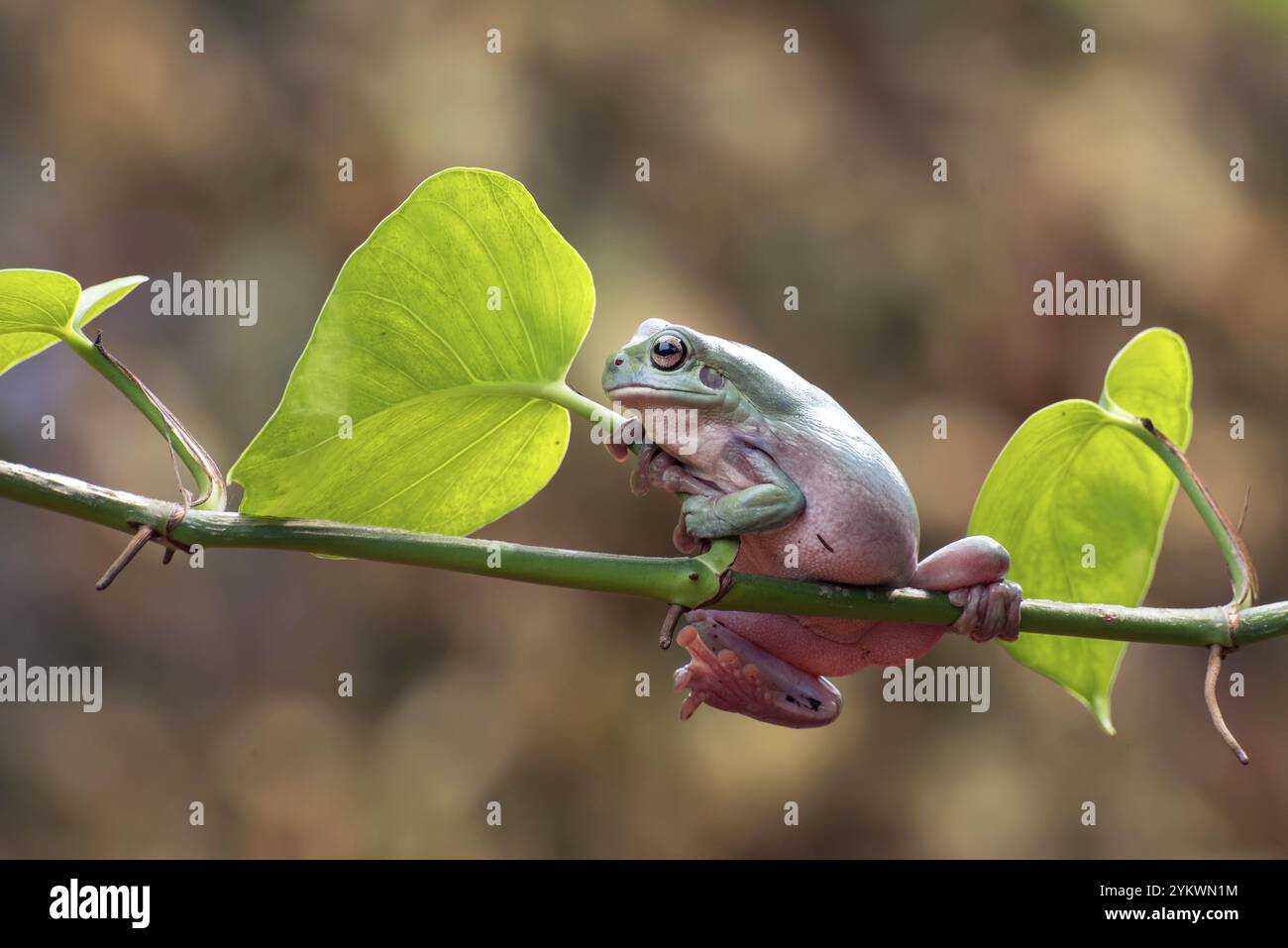 Australian white tree frog on tree tendrils Stock Photo - Alamy