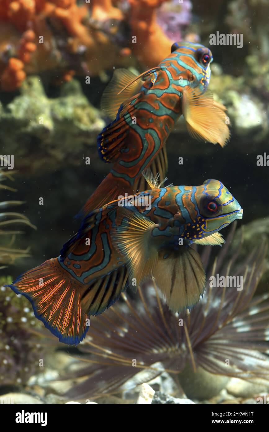 Mandarin fishes fight for territory Stock Photo - Alamy