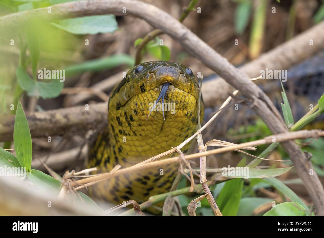 Yellow anaconda (Eunectes notaeus), also known as Paraguay anaconda or ...